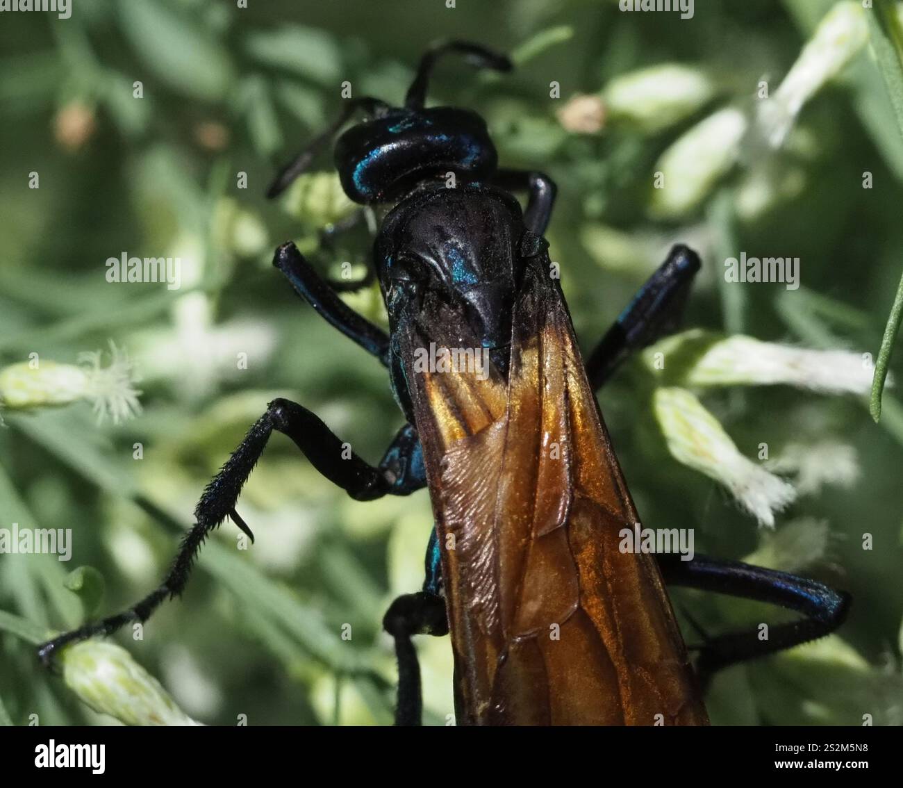 Thisbe's Tarantula-hawk Wasp (Pepsis thisbe Stock Photo - Alamy