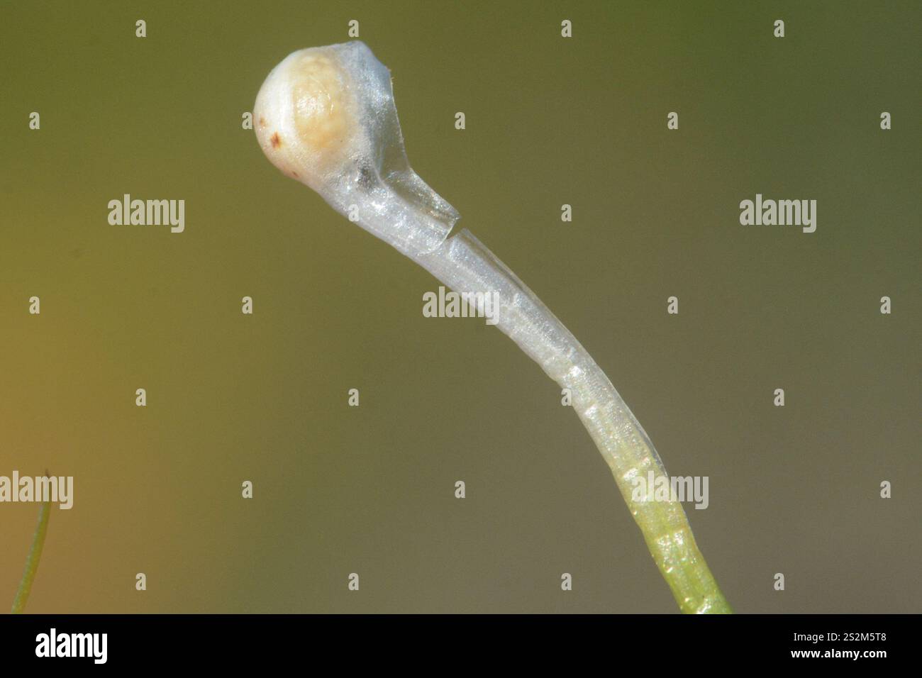 maritime quillwort (Isoetes maritima Stock Photo - Alamy