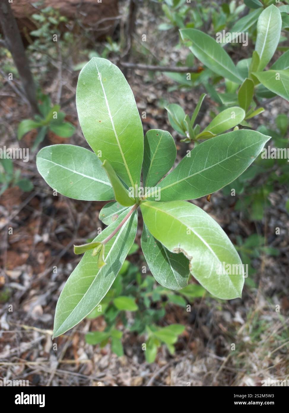 silver terminalia (Terminalia sericea Stock Photo - Alamy