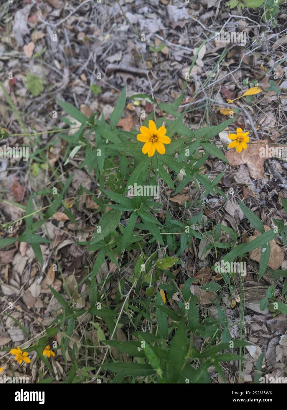 Texas creeping-oxeye (Wedelia hispida Stock Photo - Alamy