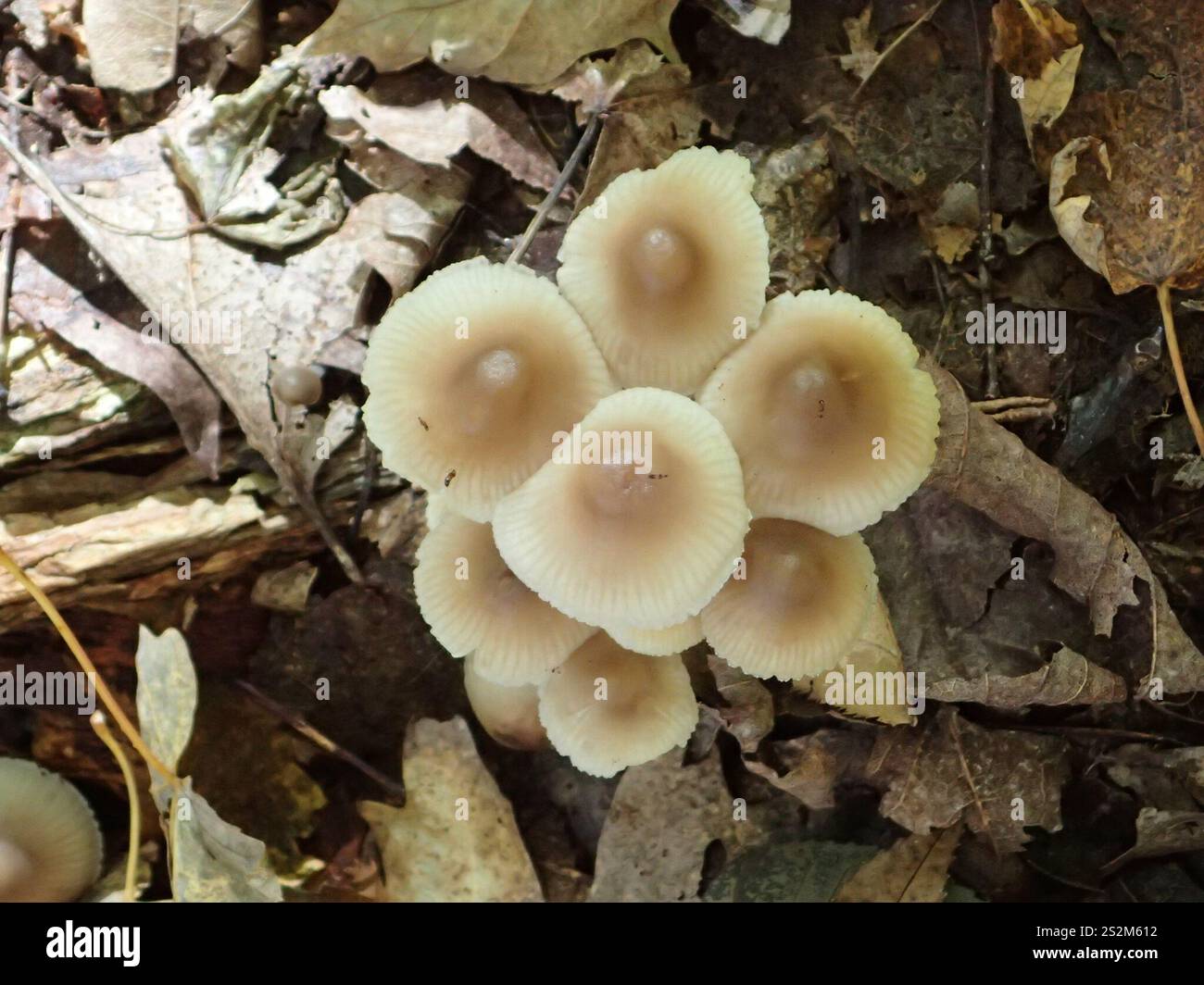 clustered bonnet (Mycena inclinata Stock Photo - Alamy