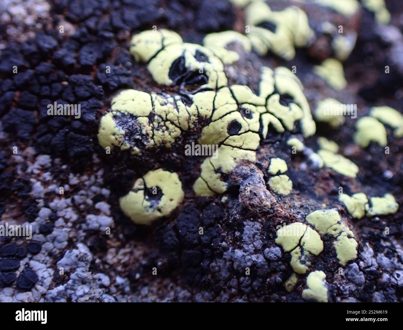 lemon map lichen (Rhizocarpon macrosporum Stock Photo - Alamy