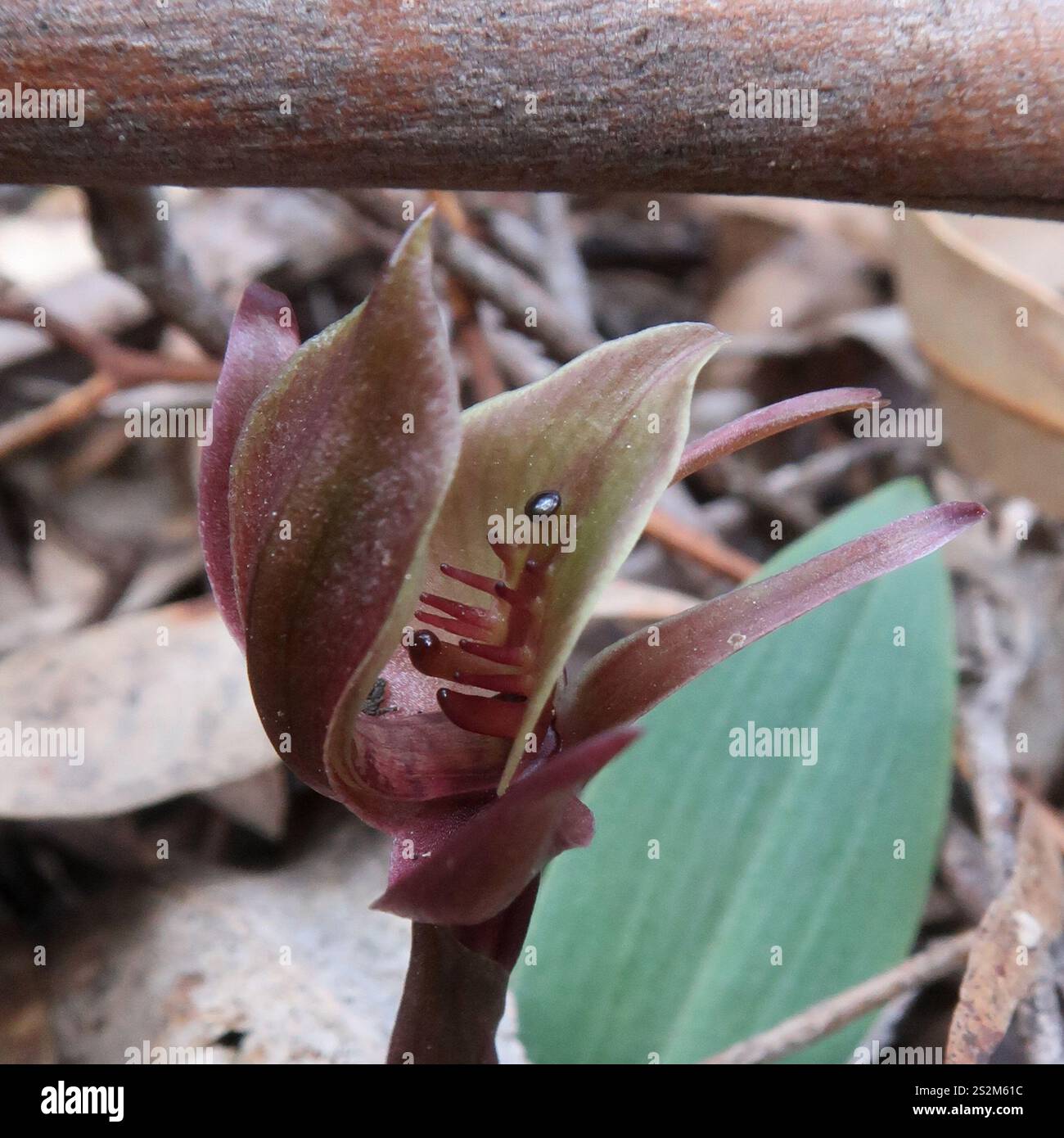 three-horned bird orchid (Chiloglottis triceratops Stock Photo - Alamy