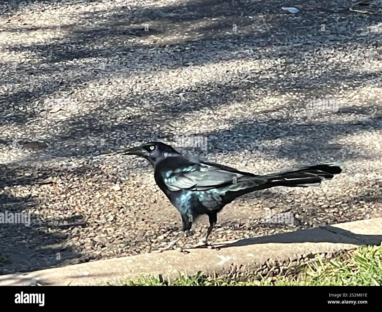 Great-tailed Grackle (Quiscalus mexicanus Stock Photo - Alamy