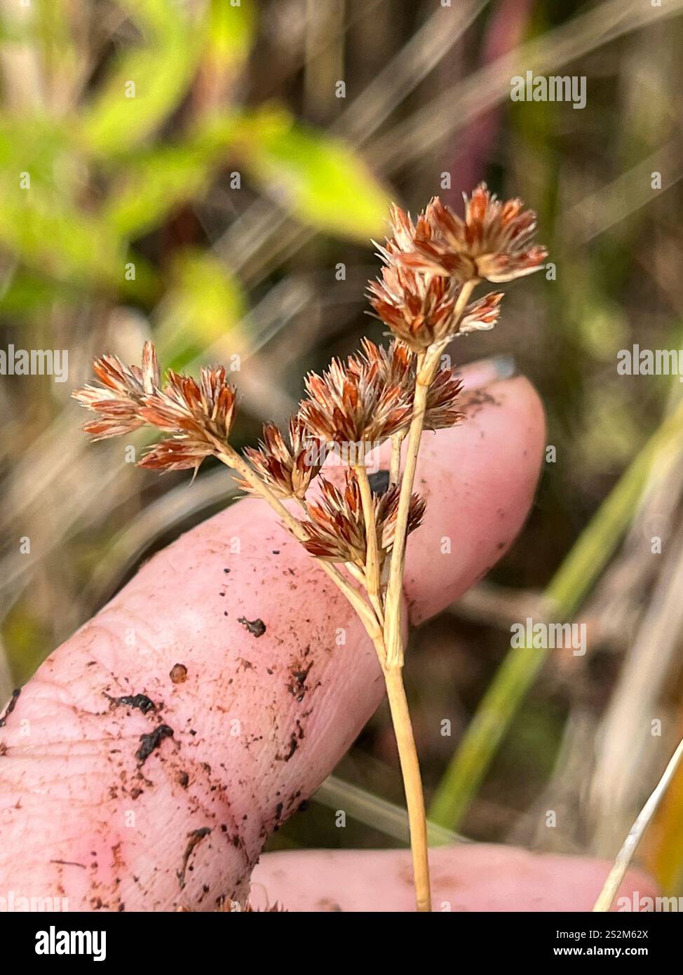 Canada Rush (Juncus canadensis Stock Photo - Alamy