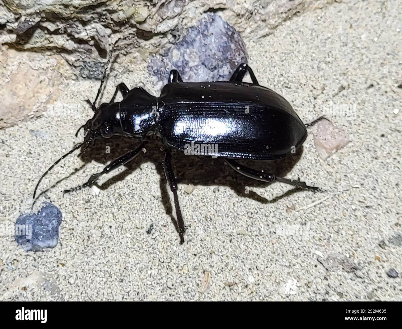 Caterpillar-hunter Beetles (Calosoma Stock Photo - Alamy