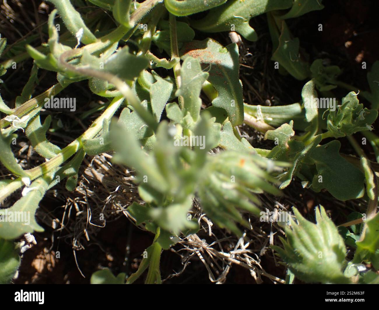 Cape marigold (Dimorphotheca sinuata Stock Photo - Alamy