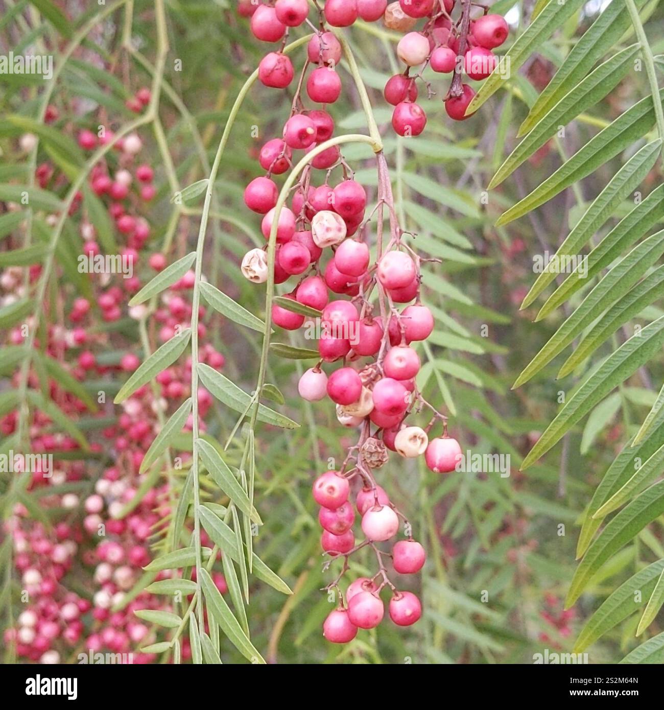 Peruvian Pepper Tree (Schinus molle Stock Photo - Alamy