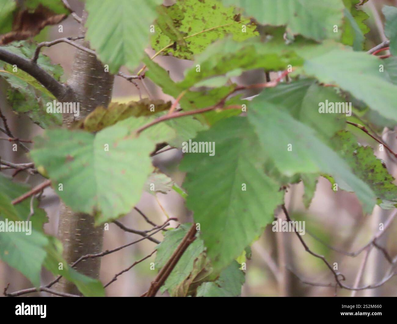 swamp alder (Alnus incana rugosa Stock Photo - Alamy