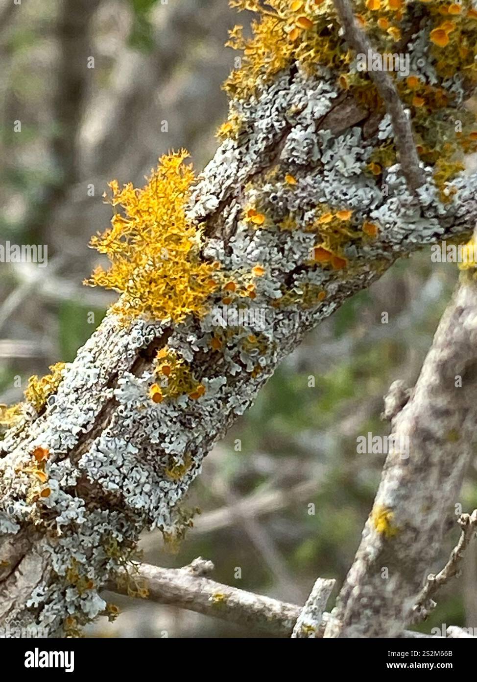 Golden-eye Lichen (Teloschistes chrysophthalmus Stock Photo - Alamy