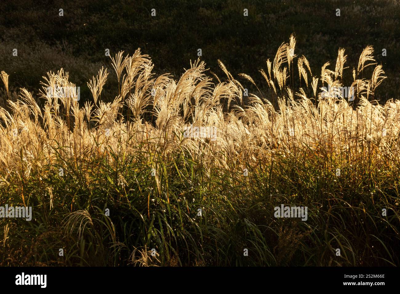 Sengokuhara pampas grass fields in the Fuji Hakone Izu National Park in ...