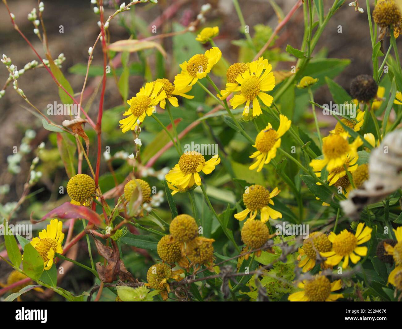 common sneezeweed (Helenium autumnale Stock Photo - Alamy