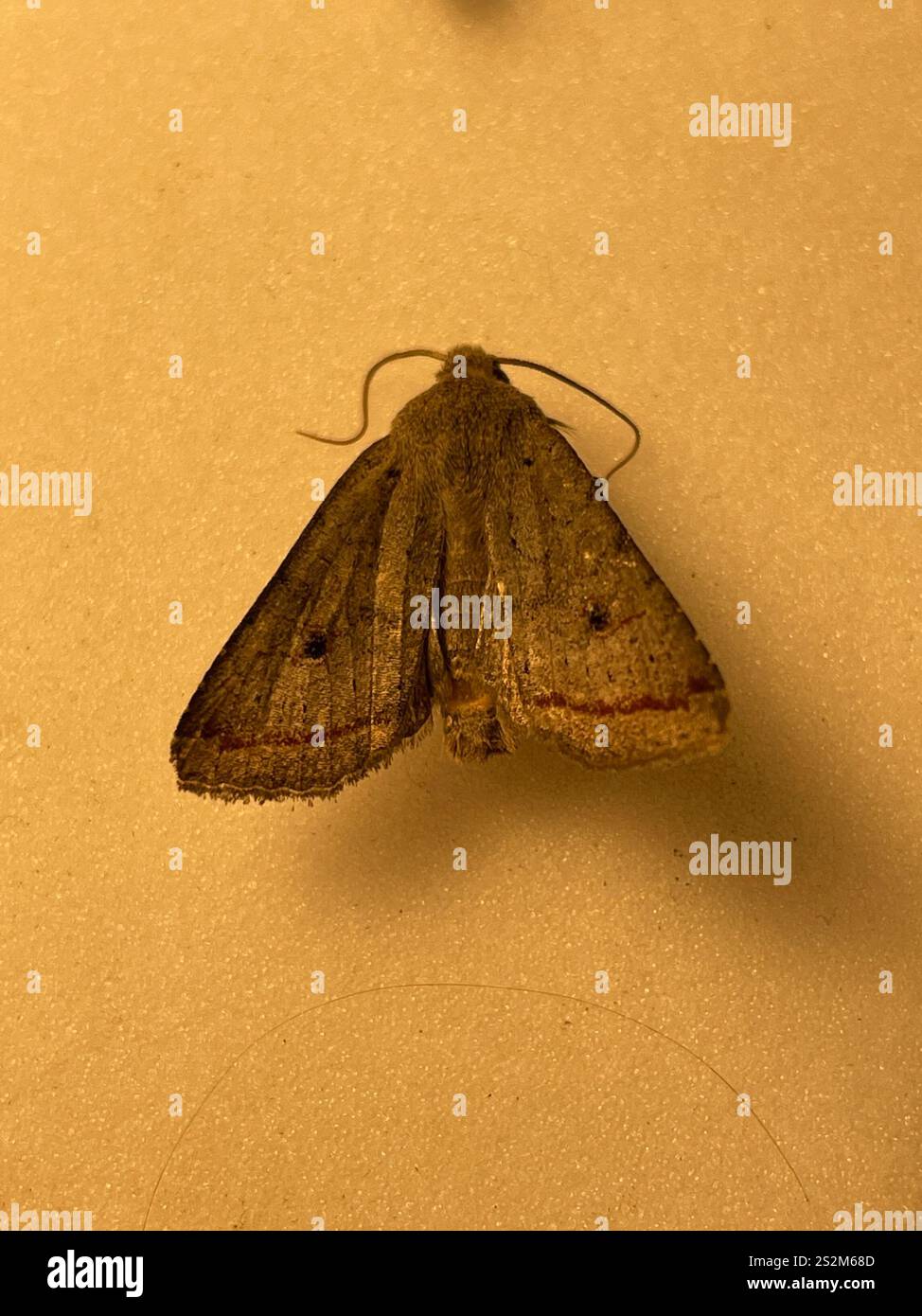 Red-line Quaker (Agrochola lota Stock Photo - Alamy