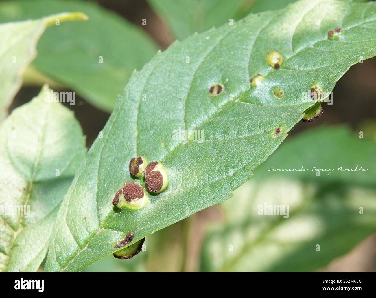 yellow trumpetbush gall rust (Prospodium transformans Stock Photo - Alamy