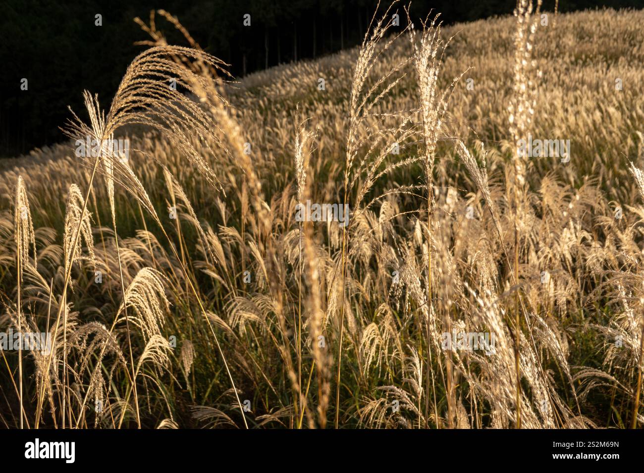 Sengokuhara pampas grass fields in the Fuji Hakone Izu National Park in ...