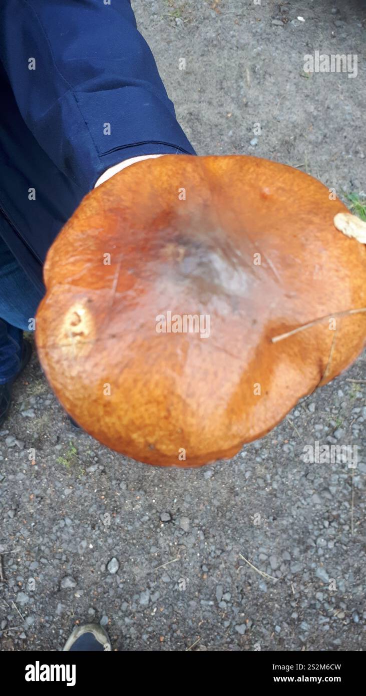 Purple-veiled Slippery Jack (Suillus luteus Stock Photo - Alamy