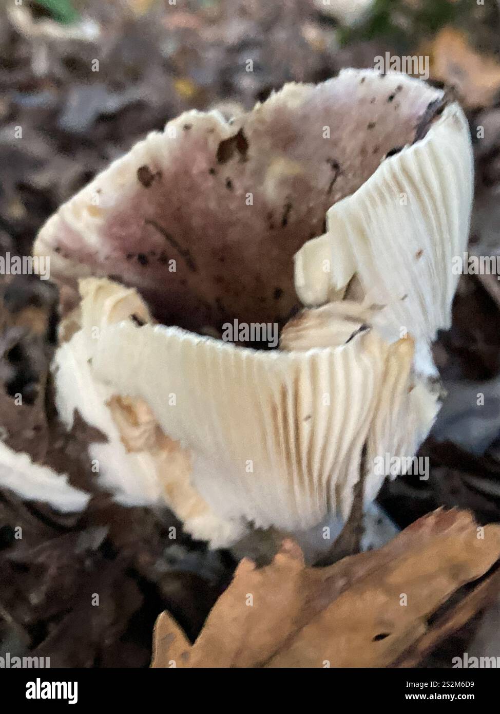 Primrose Brittlegill (Russula sardonia Stock Photo - Alamy