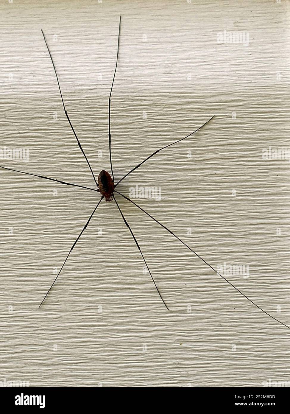 Eastern Harvestman (Leiobunum vittatum Stock Photo - Alamy