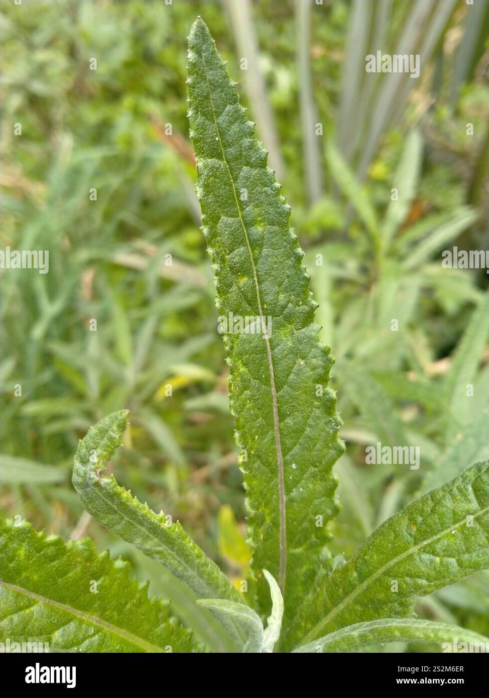 coastal burnweed (Senecio minimus Stock Photo - Alamy