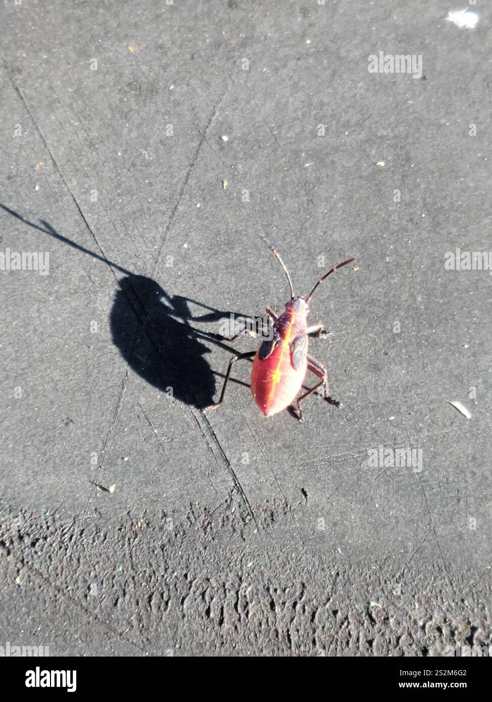 Eastern Boxelder Bug (Boisea trivittata Stock Photo - Alamy