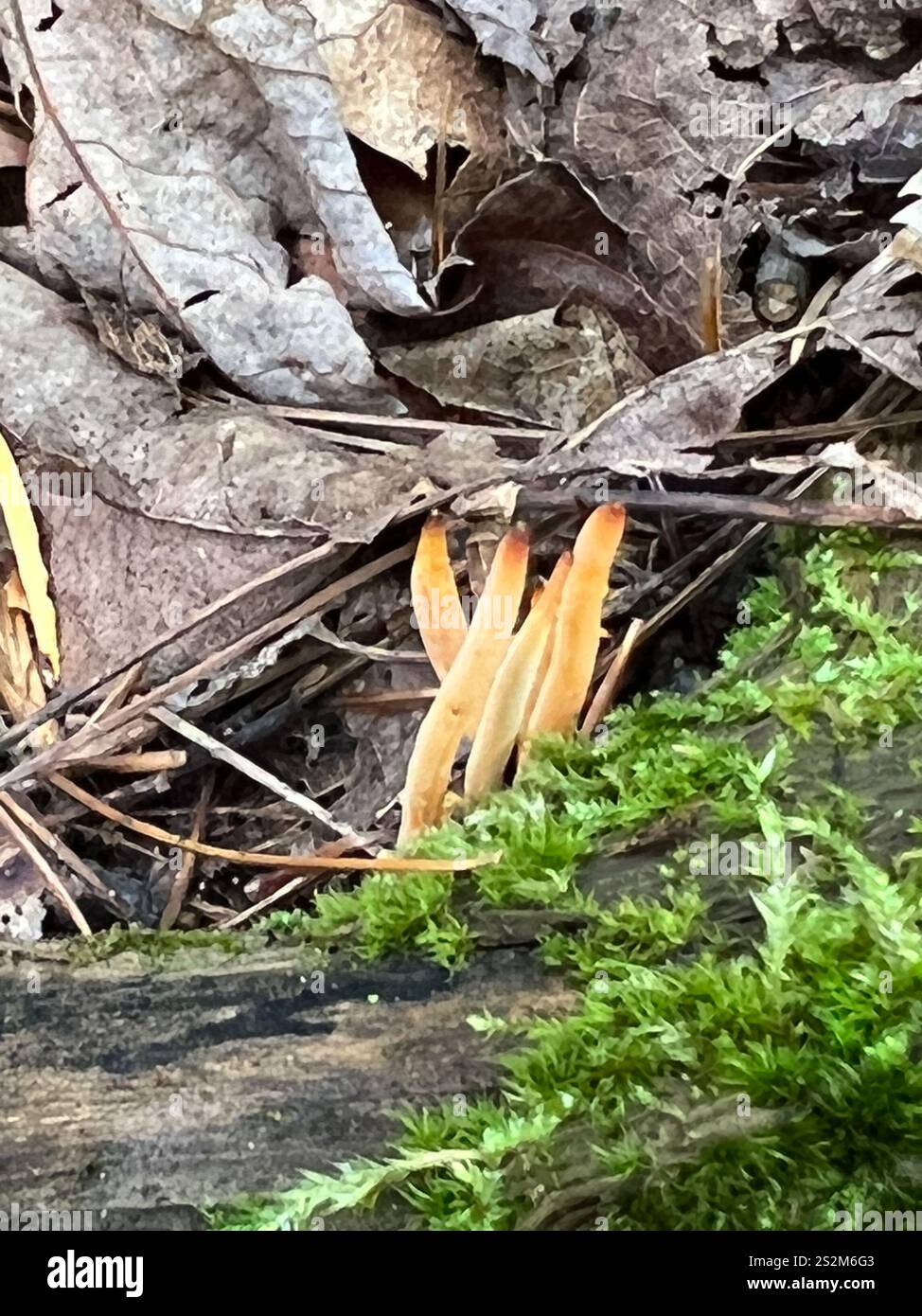 Golden Spindles (Clavulinopsis fusiformis Stock Photo - Alamy