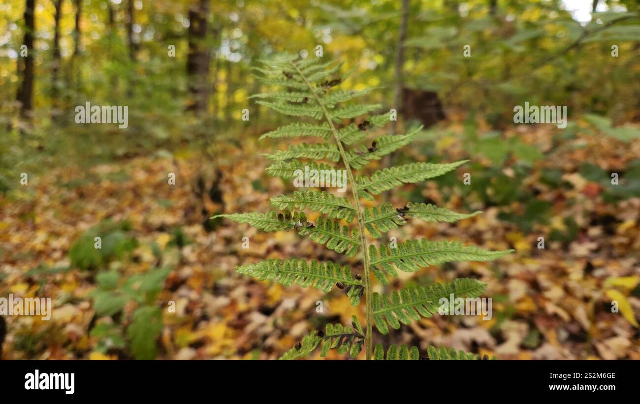 Ladyferns and allies (Athyriaceae Stock Photo - Alamy