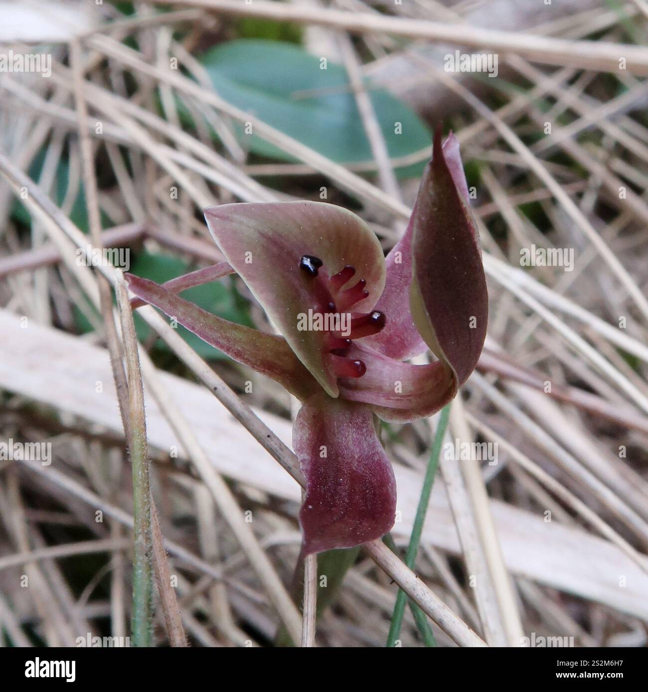 three-horned bird orchid (Chiloglottis triceratops Stock Photo - Alamy