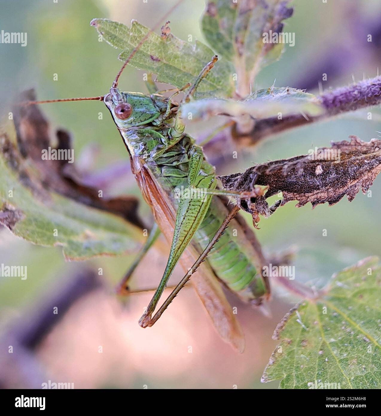 Long-winged Conehead (Conocephalus fuscus Stock Photo - Alamy