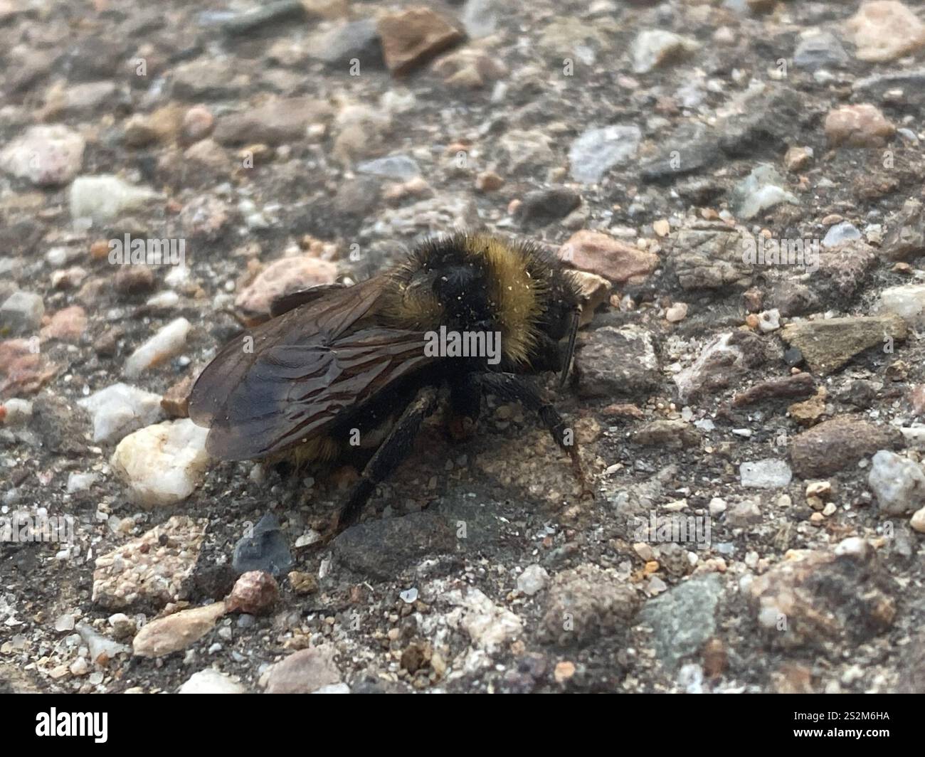 Cuckoo Bumble Bees (Psithyrus Stock Photo - Alamy