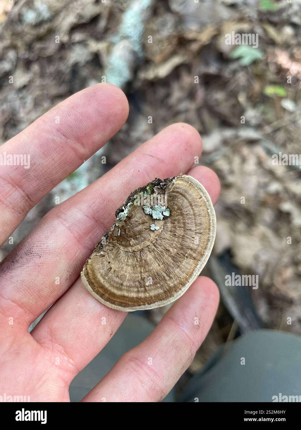 Thin-walled Maze Polypore (Daedaleopsis confragosa Stock Photo - Alamy