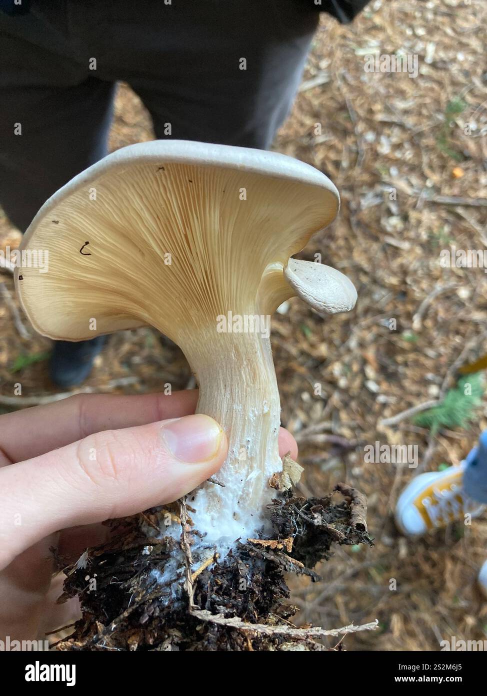 Cloudy Clitocybe (Clitocybe nebularis Stock Photo - Alamy
