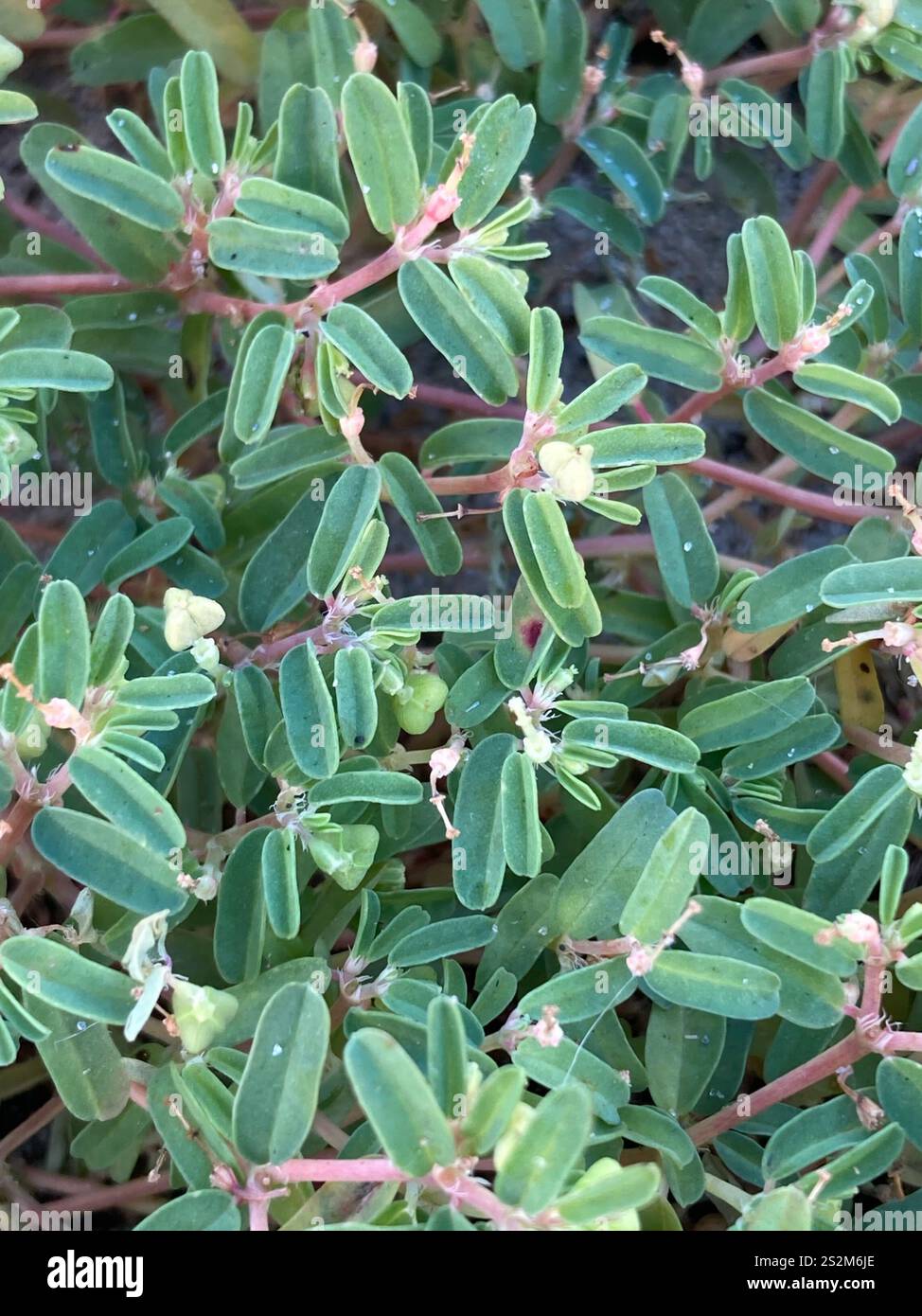 Southern Seaside Spurge (Euphorbia bombensis Stock Photo - Alamy