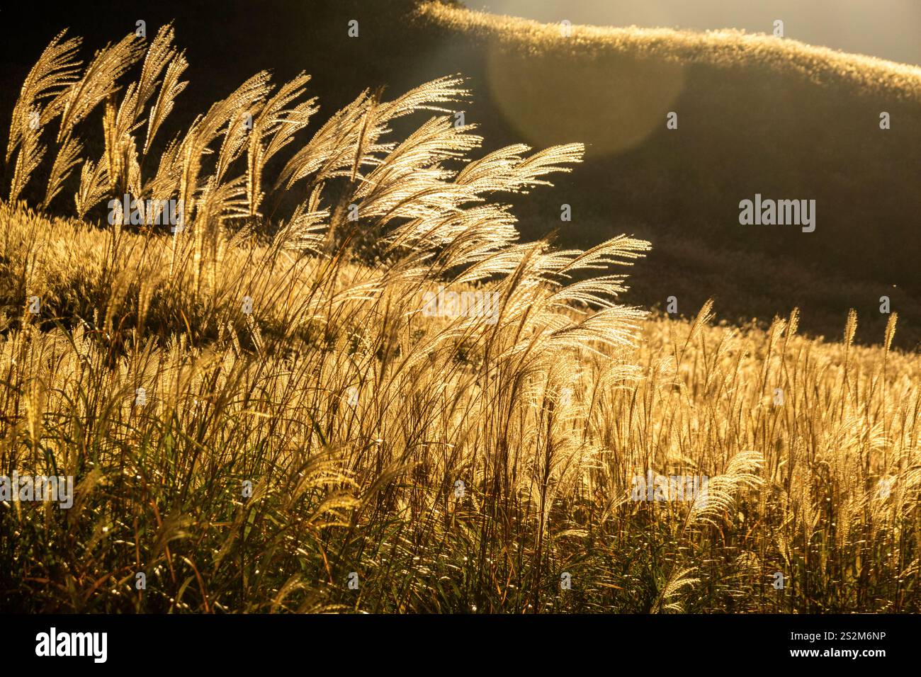 Sengokuhara pampas grass fields in the Fuji Hakone Izu National Park in ...