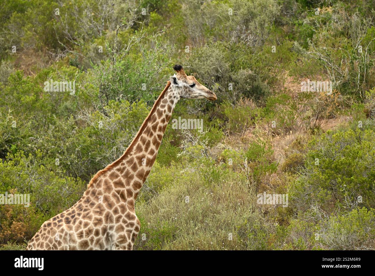 Giraffe in the wild Africa habitat Stock Photo - Alamy