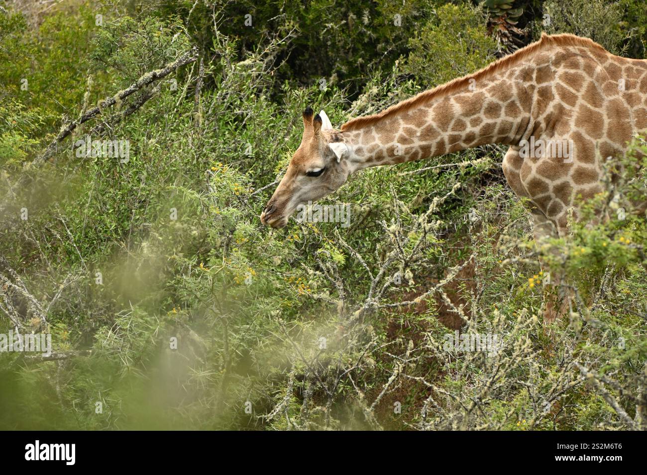 Giraffe in the wild Africa habitat Stock Photo - Alamy