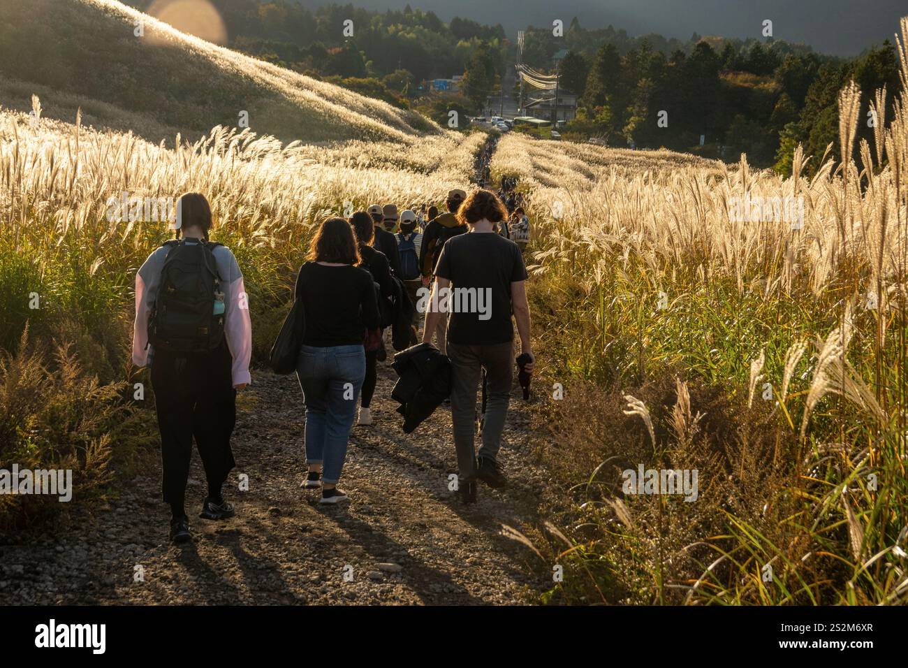 Sengokuhara pampas grass fields in the Fuji Hakone Izu National Park in ...