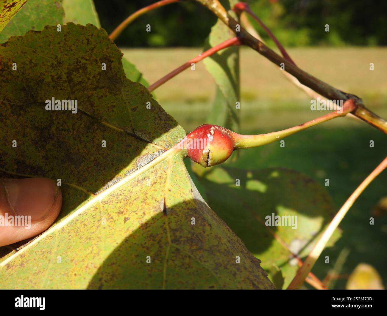 Cherubic Poplar Petiole-gall Aphid (Pemphigus obesinymphae Stock Photo ...