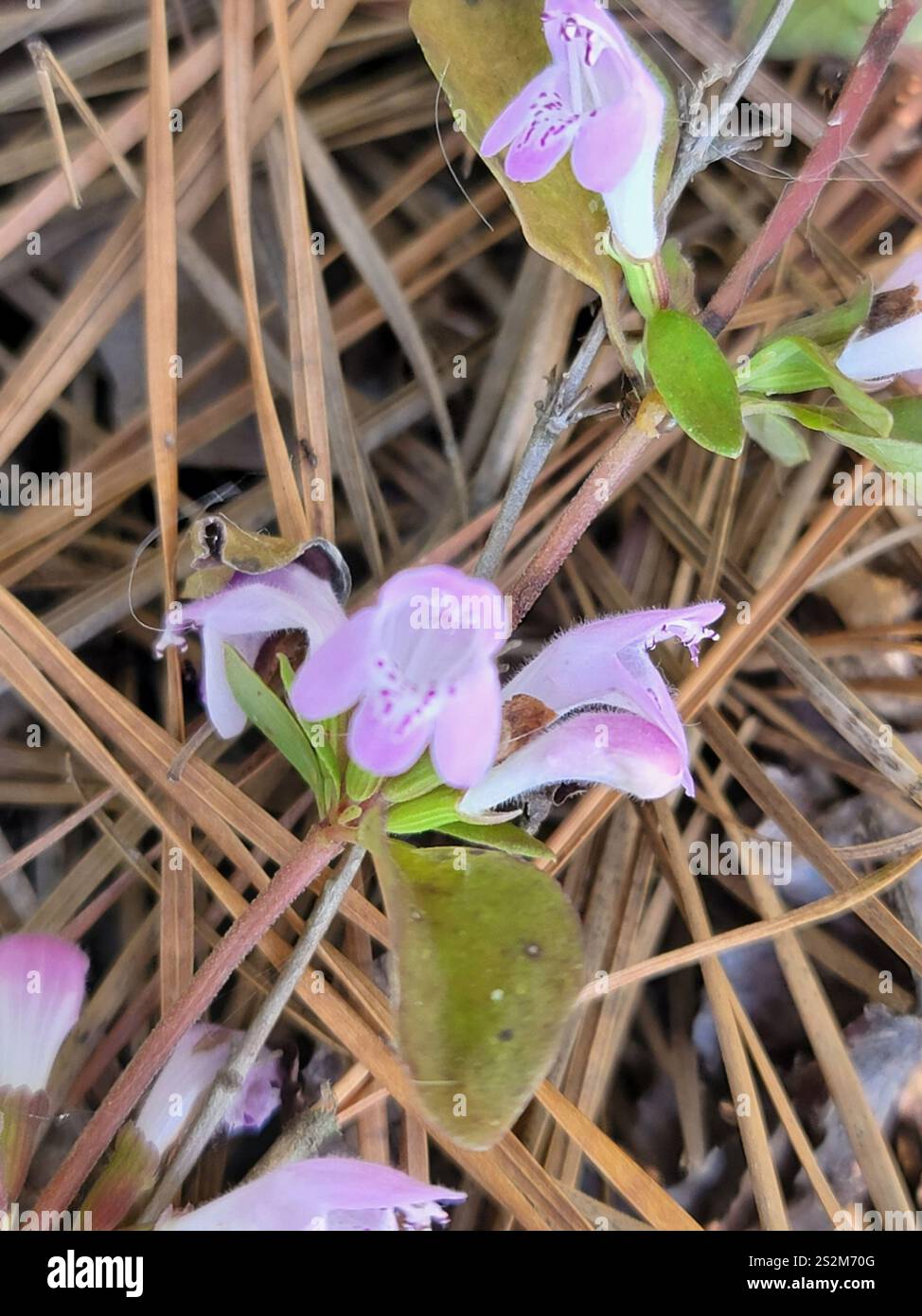 Georgia calamint (Clinopodium carolinianum Stock Photo - Alamy