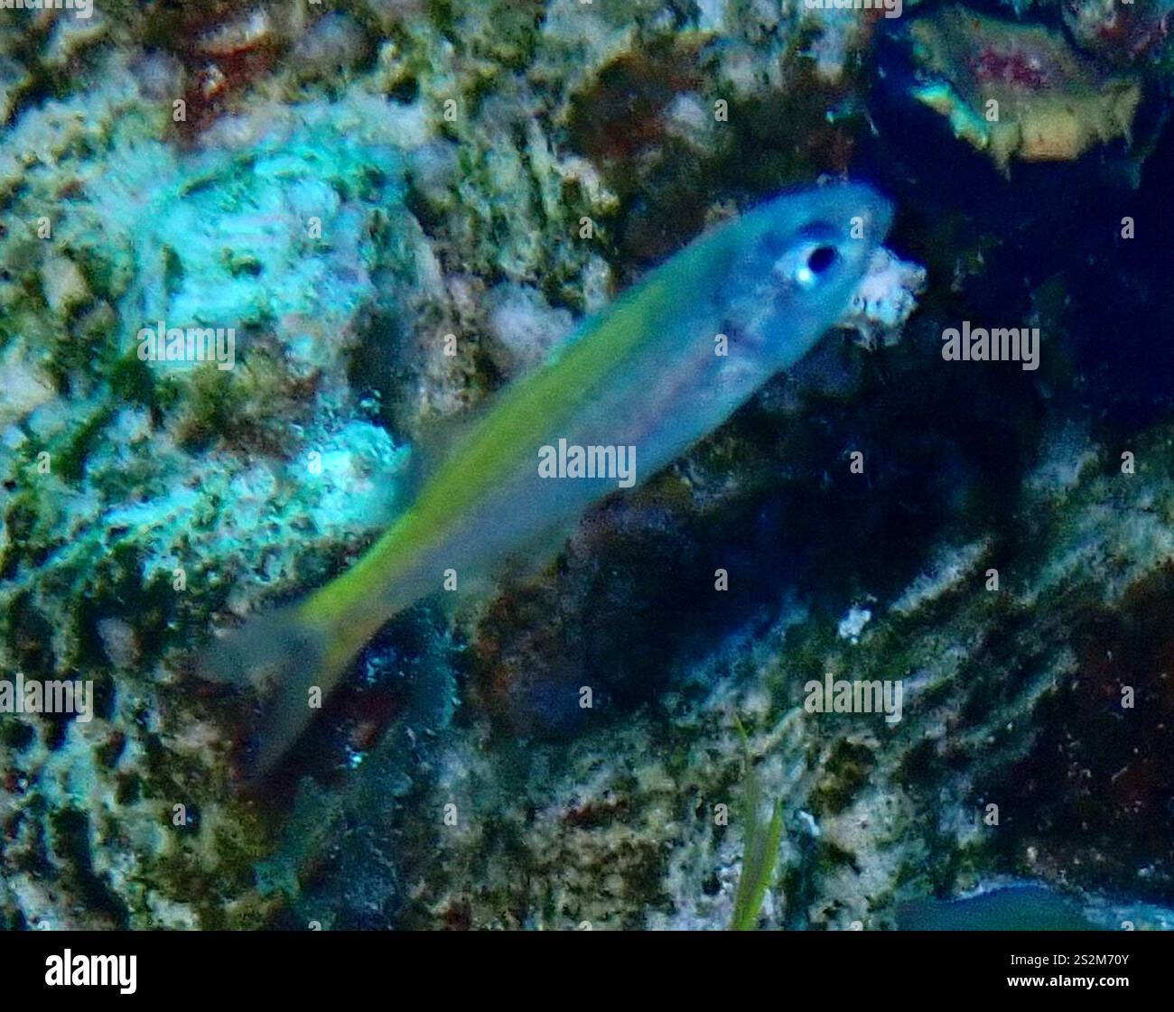 Ray-finned Fishes (Actinopterygii Stock Photo - Alamy