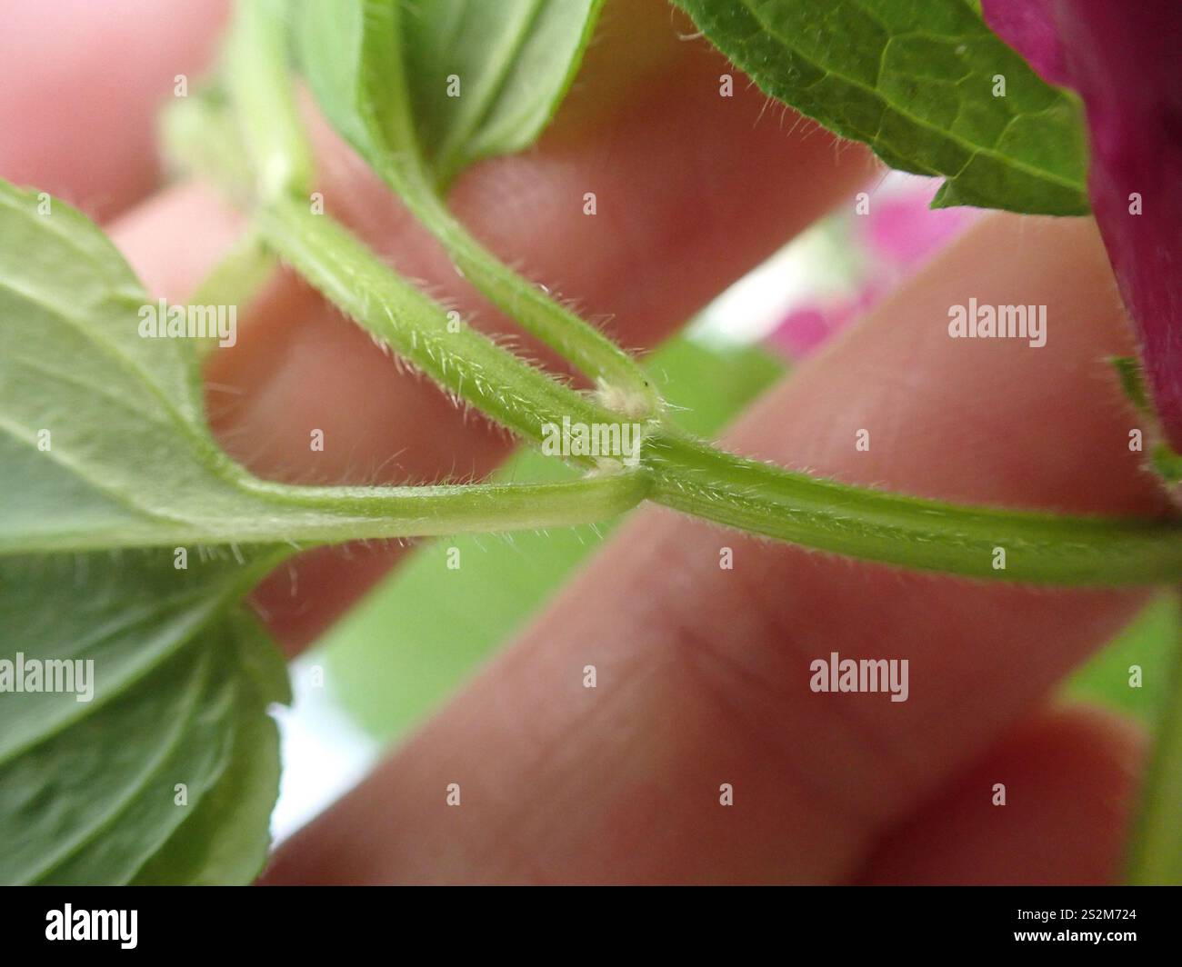 Coastal Hedge-nettle (Stachys chamissonis Stock Photo - Alamy