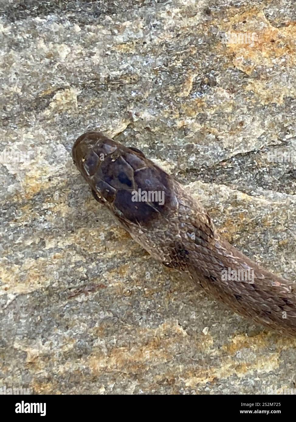 DeKay's Brownsnake (Storeria dekayi Stock Photo - Alamy
