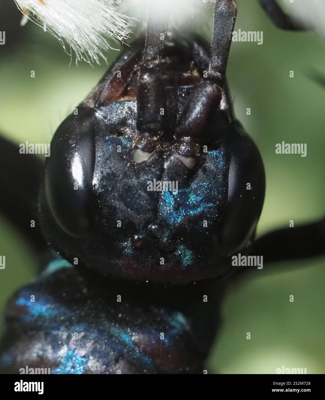 Thisbe's Tarantula-hawk Wasp (Pepsis thisbe Stock Photo - Alamy