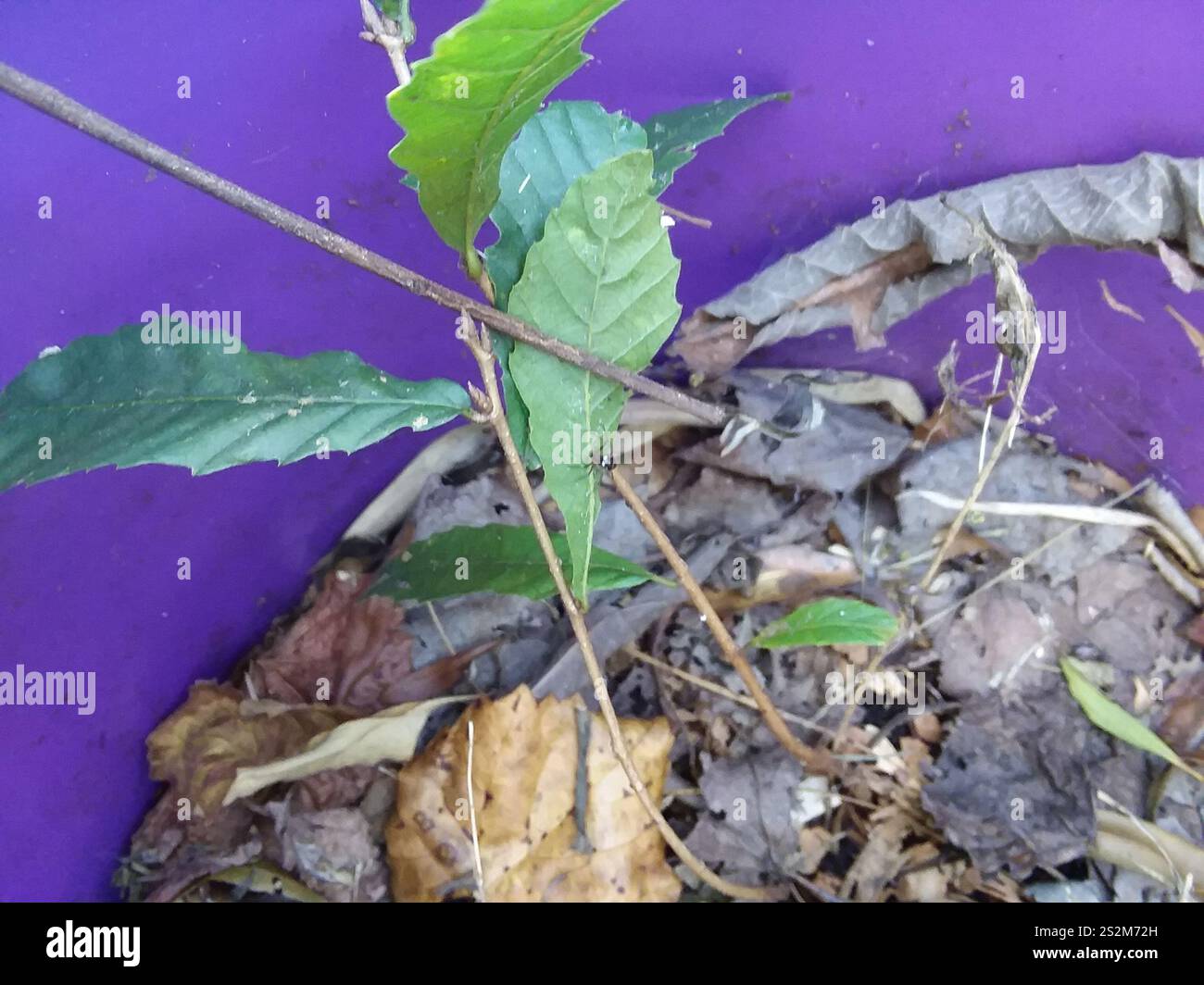 Sawtooth oak (Quercus acutissima Stock Photo - Alamy