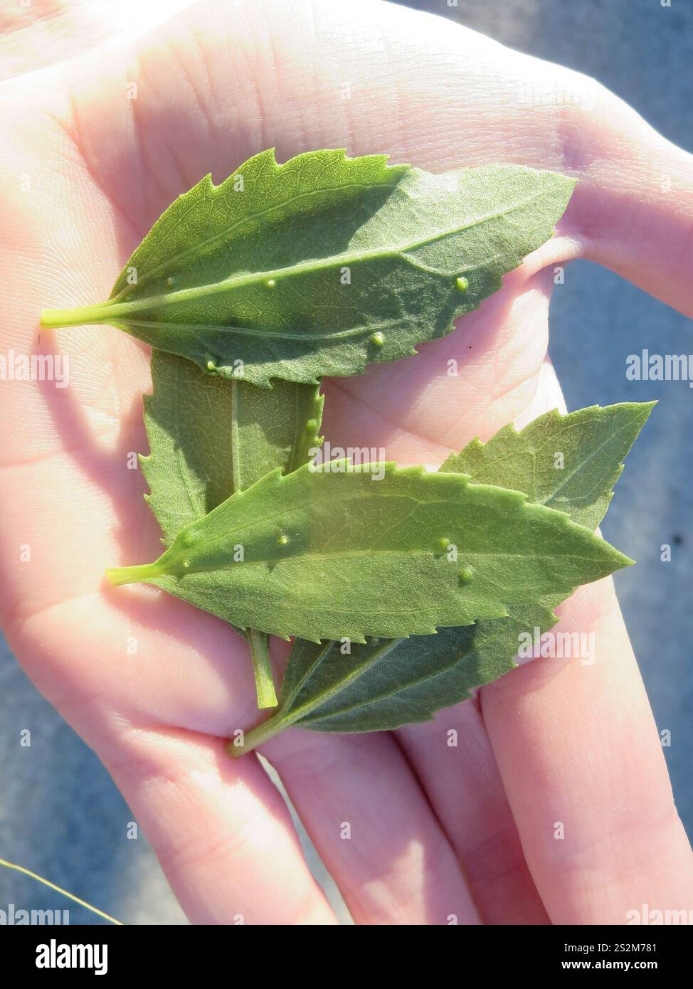 groundsel tree (Baccharis halimifolia Stock Photo - Alamy