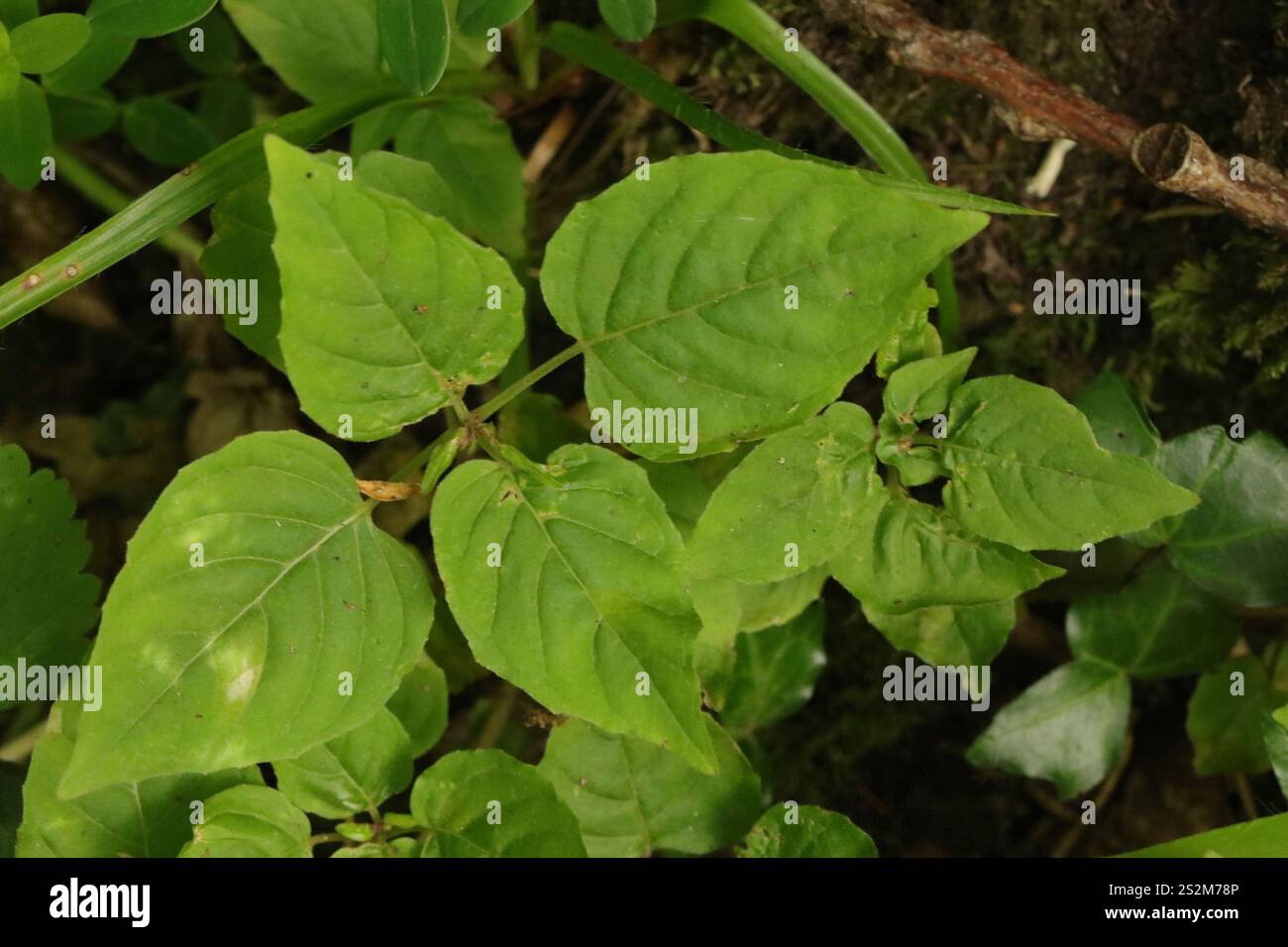 enchanter's-nightshade (Circaea lutetiana Stock Photo - Alamy