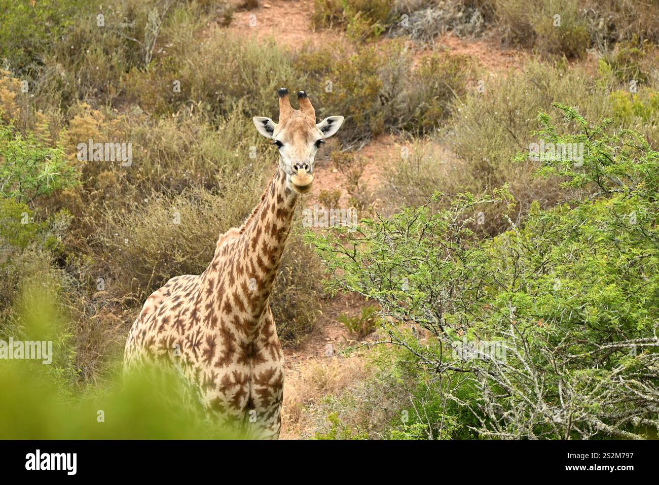 Giraffe in the wild Africa habitat Stock Photo - Alamy