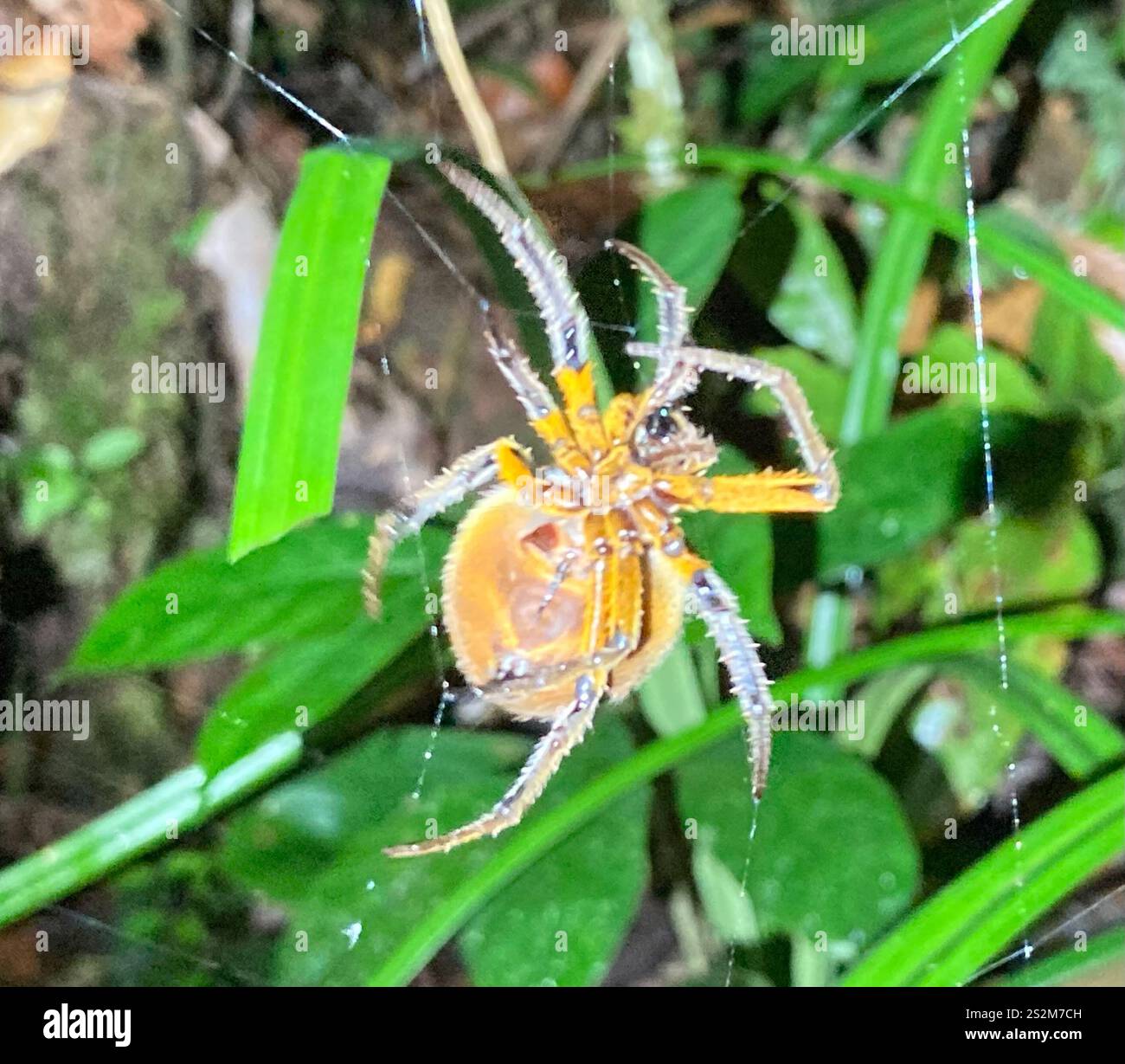 Tropical Orb Weaver (Eriophora fuliginea Stock Photo - Alamy