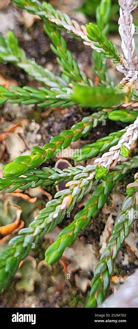western moss-heather (Cassiope mertensiana Stock Photo - Alamy