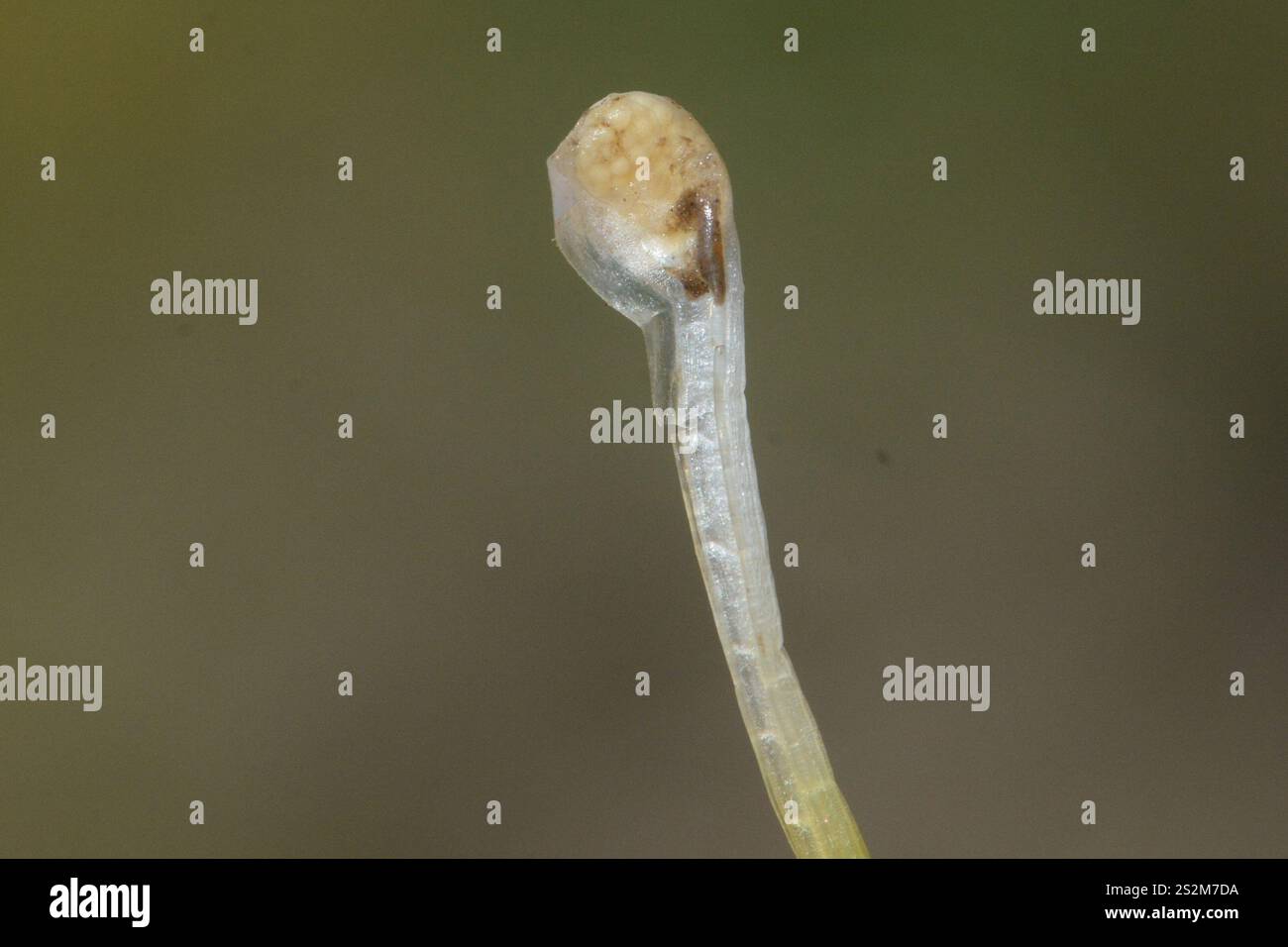 maritime quillwort (Isoetes maritima Stock Photo - Alamy