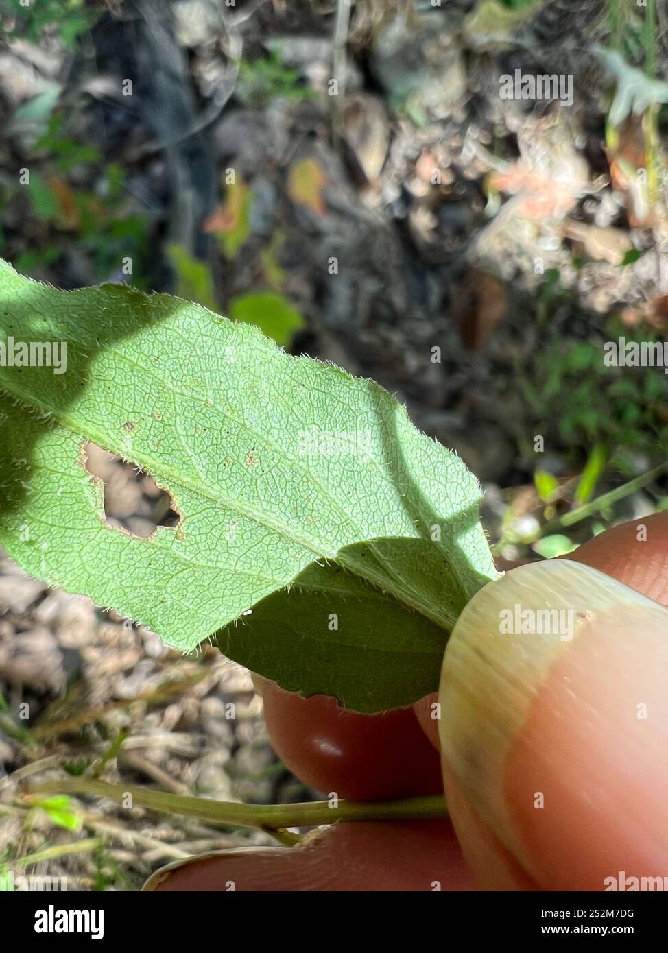 Arrow-leaved Aster (Symphyotrichum urophyllum Stock Photo - Alamy
